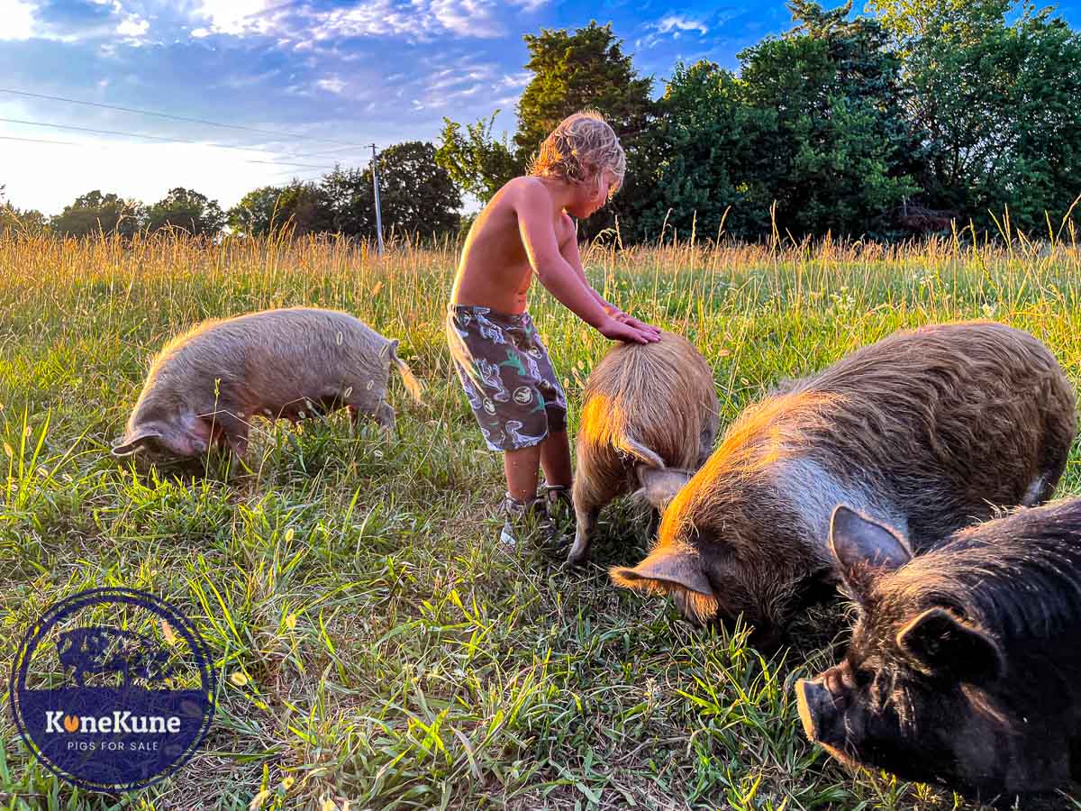 Unveil Seasonal Care For KuneKune Pigs: Expert Tips Revealed