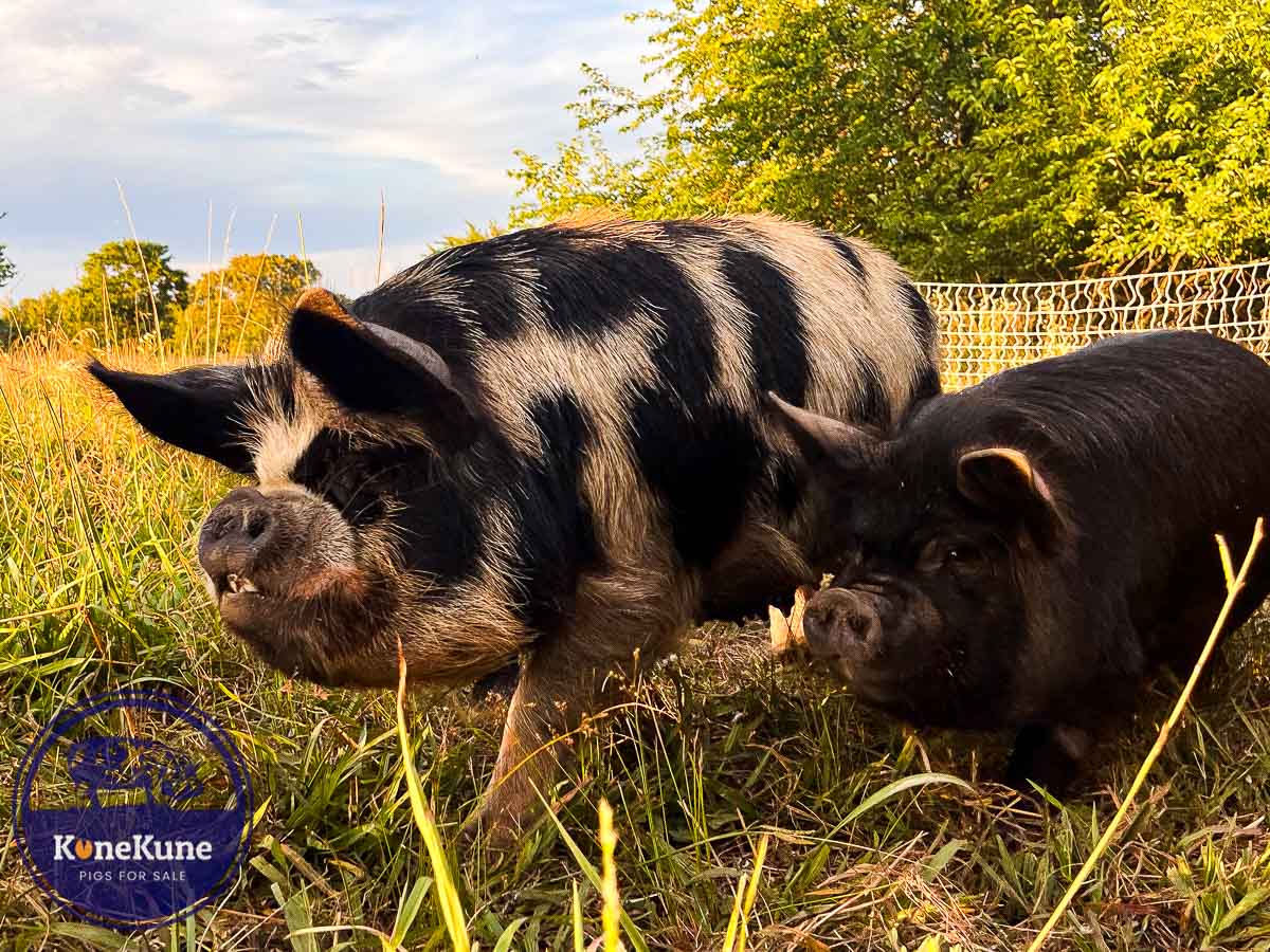 Life Cycle Of KuneKune Pigs: From Piglets To Majestic Adults