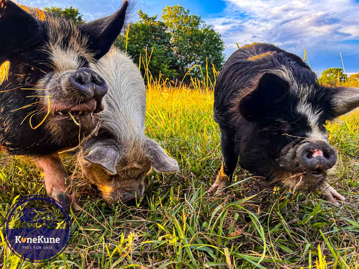 Life Cycle Of KuneKune Pigs: From Piglets To Majestic Adults