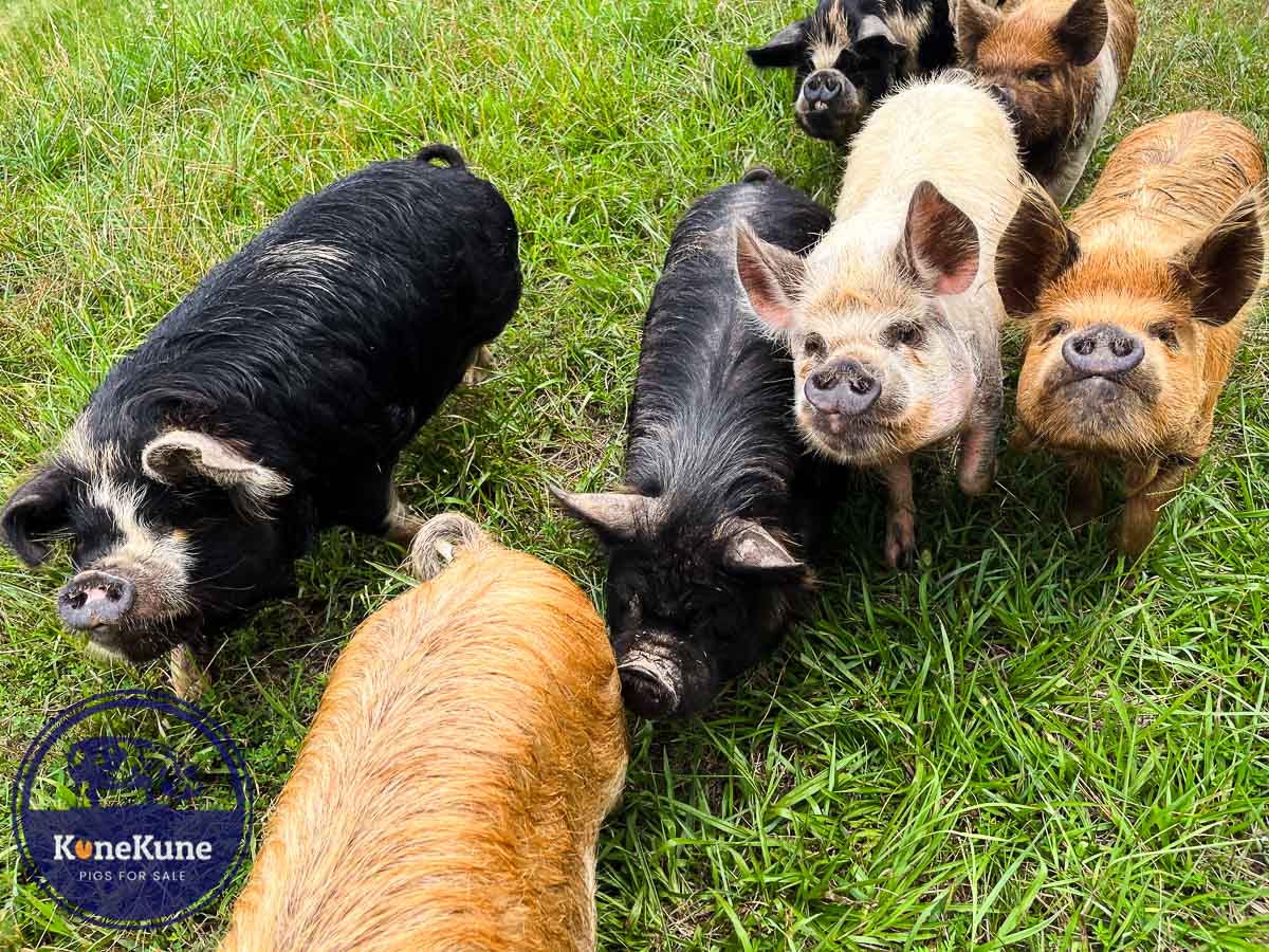 Life Cycle Of KuneKune Pigs: From Piglets To Majestic Adults